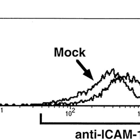 A Upregulation Of Icam 1 On Hcmv Infected Cells Ad169 Or
