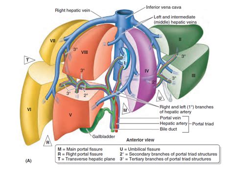 Ecografía En Atención Primaria Segmentos HepÁticos