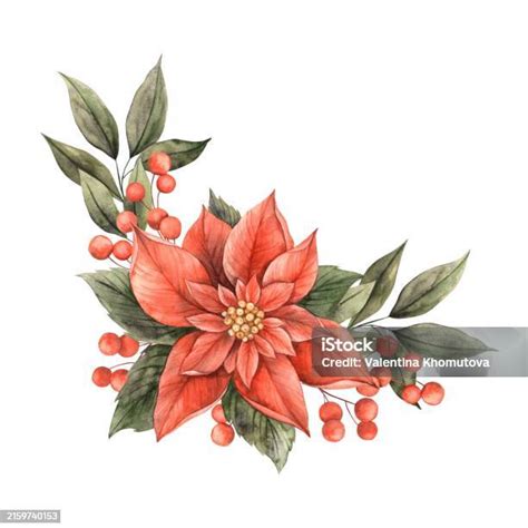 포인세티아와 베리 빈티지 크리스마스 꽃과 빨간색과 초록색의 포인세티아 잎 손으로 그린 식물 조성물 크리스마스와 새해 휴일 초대장 카드 배너에 적합합니다 12월에 대한 스톡