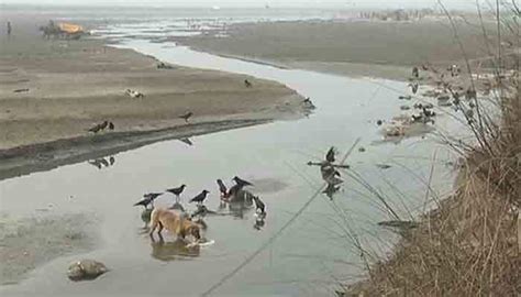 Scores Of Dead Bodies Found Floating In Ganga River In Unnao Up