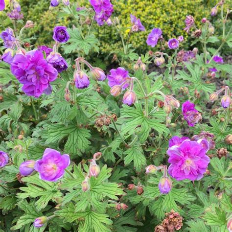 Geranium Himalayense Plenum Birch Double Geranium Plenum