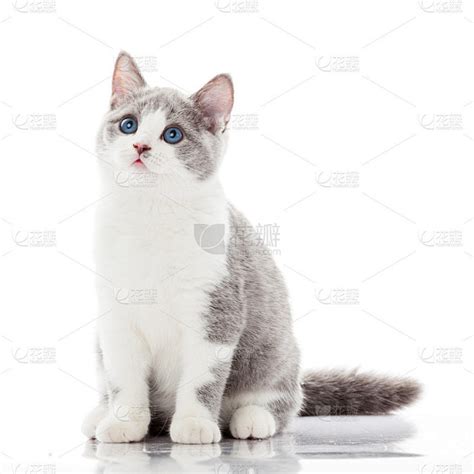 白色背景的英国短毛猫
