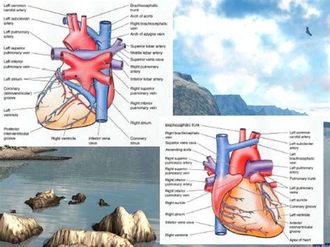 Загальна анатомія серцево судинної системи презентація з медицини