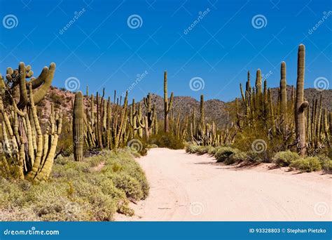 Van Het De Wegorgaan Van De Sonorawoestijn De Stoffige Pijp NP Arizona De V S Stock Afbeelding