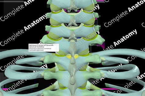 Spinous Process Of Seventh Cervical Vertebra Complete Anatomy