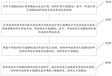 一种大片段dna的合成方法与流程