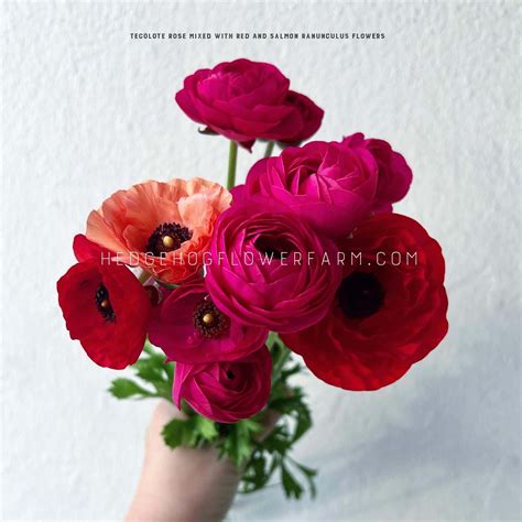 Ranunculus Tecolote Rose 10 Corms Vivid Pink Persian Buttercups