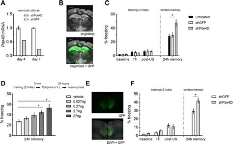 Pde4d Knockdown Kd In Hc And Rsc Enhances Contextual Memory Mrna