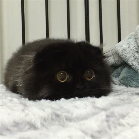 Meet Gimo The Cat With The Biggest Eyes Ever