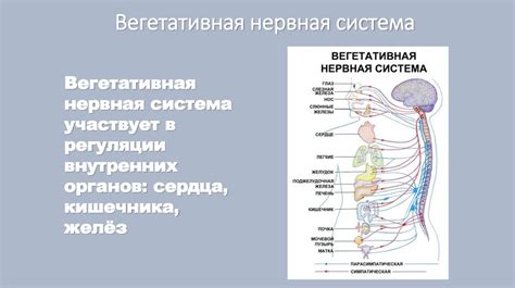Значение нервной системы в управлении движениями и регуляции систем