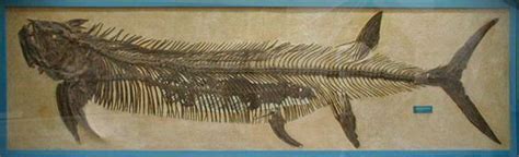 Xiphactinus Prosaurodon Chirocentrus And Portheus