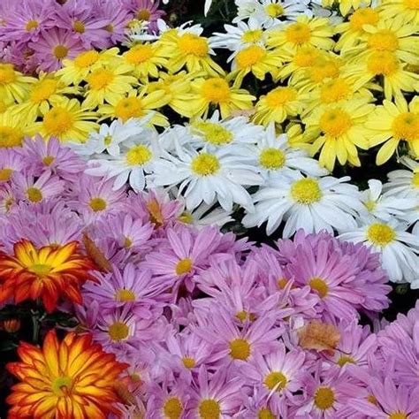 خرید و قیمت بذر گل داوودی رنگارنگ از غرفه شادی تو