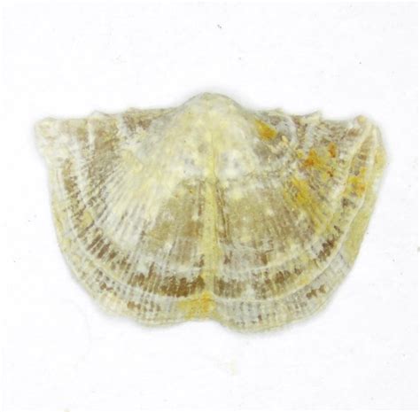 Brachiopod Chontinella Verneuiliana Member Collections The Fossil Forum