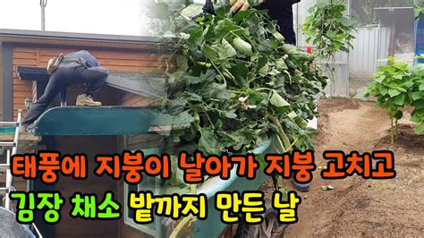 팔뚝만 한 무우가 좋아하고 가을 채소 잘 크는 밭 만들기 Youtube
