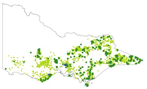 Vicflora Eucalyptus Globulus