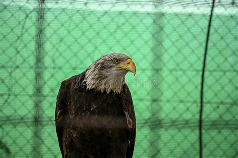 Haliaeetus Leucocephalus Or Bald Eagle Also Known As American Eagle