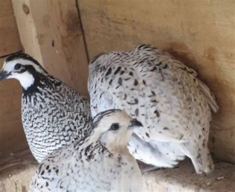 Snowflake Quail A Delicate Beauty Of The Avian World