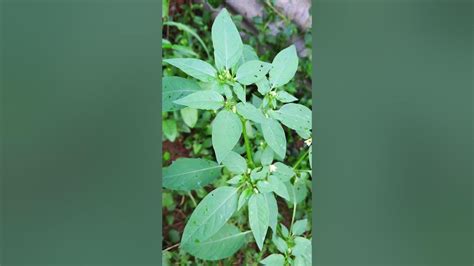 Nature මෙම පලතුර අක්ෂි රෝග සුව කිරීමේ ගුණ ඇත This Fruit Has Healing