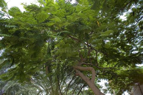 Large Exotic Tree With Green Leaves Forming A Background Stock Image Image Of Tree Plant