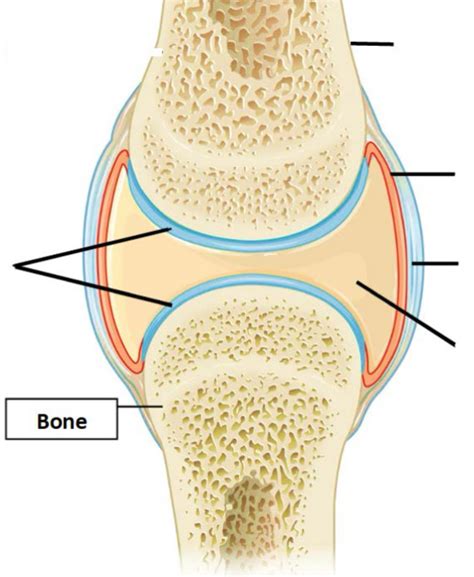 Synovial Joint Diagram Quizlet Synovial Joint Diagram Quizlet