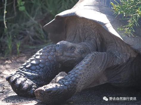 達爾文帶火加拉帕戈斯一個魔幻的野生動物天堂 每日頭條
