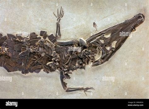 Fossil Crocodile Borealosuchus Wilsoni Early Eocene 52 Myo Fossil