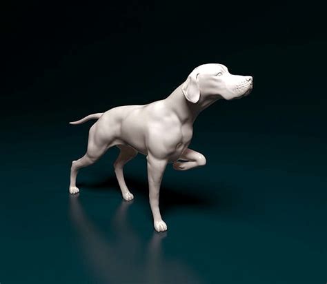 English Pointer 3d Model