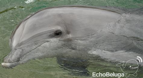 Ipanema Dc Captive Cetaceans Wiki Fandom