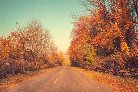 가을 화창한 날에 시골 길입니다 자연 경관 도로를 따라 자라는 나무 0명에 대한 스톡 사진 및 기타 이미지 0명 가을 가을 단풍 Istock