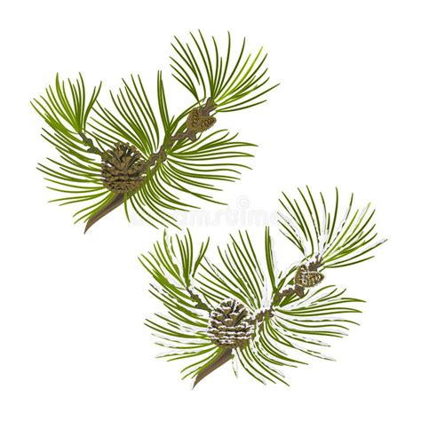 Pine Tree Branch With Pine Cones With Snow Vector Stock Vector