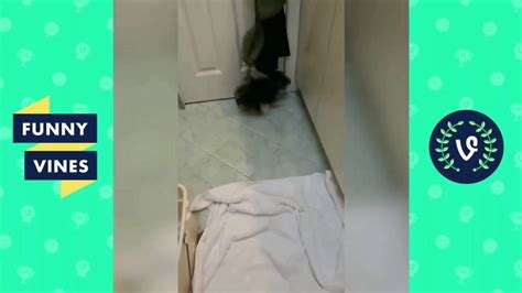 Compilado De Animais Tente Não Rir 1 Youtube