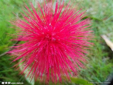朱缨花摄影图花草生物世界摄影图库昵图网