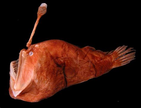 海中生物鮟鱇鱼两性关系怪异雄鱼性寄生雌鱼 新浪图片