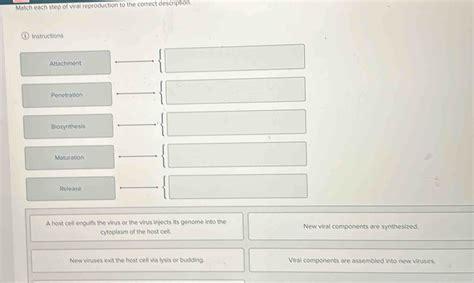 Solved Match Each Step Of Viral Reproduction To The Correct