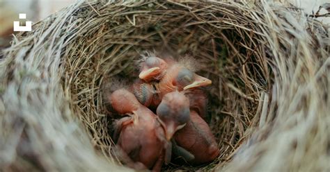 아기 새들이 있는 둥지 사진 Unsplash의 무료 둥지 이미지