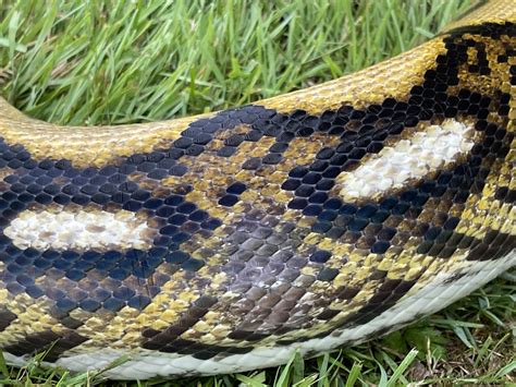 Titanium Reticulated Python Traits Morphpedia