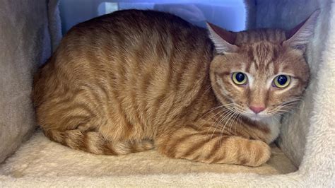 코리안숏헤어 루크 오드아이랙돌분양사이트 오드아이브리티쉬숏헤어분양사이트 오드아이스코티쉬폴드분양사이트 오드아이러시안블루분양사이트 오드아이고양이분양사이트 털빠짐없는비숑프리제분양