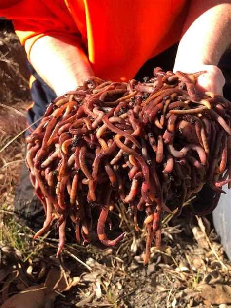 Compost Worms Australian Worms