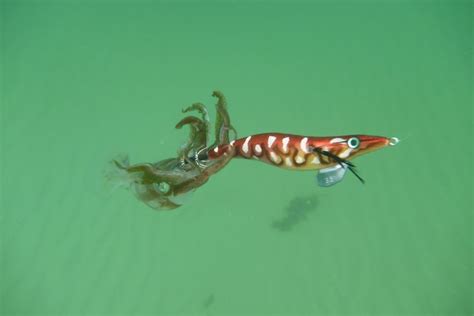 Which Squid Jig To Use Hooked Up Magazine