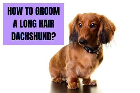 The Ultimate Guide To Grooming Long Haired Dachshunds Dachshund Central