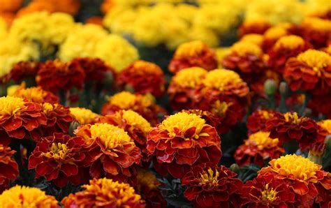 ქოთნის ყვავილები საშემოდგომო ინტერიერისთვის Archi Ge