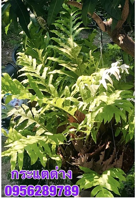 กระแตไต่ไม้ Oak Leaf Fern โดย อัญชัน Seeds