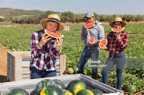농부 밭에서 잘 익은 붉은 수박 조각을 맛보는 만족스러운 수박 수확기 3 명에 대한 스톡 사진 및 기타 이미지 3 명 35 39세 긍정적인 감정 표현 Istock
