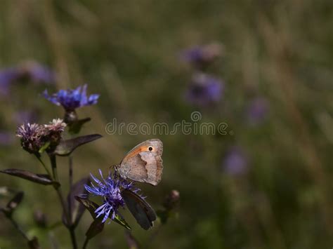 Foto Seletiva De Uma Borboleta Fofa Sentada Em Uma Flor Foto De Stock Imagem De Pequeno