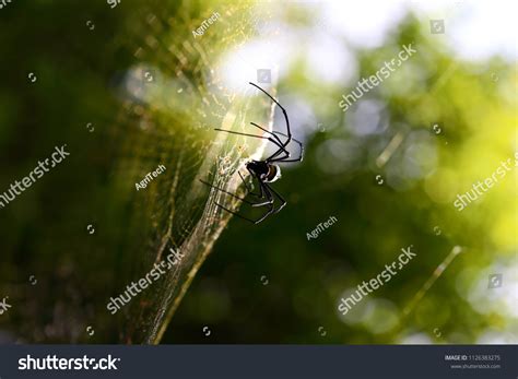 Catching Spider Device Over Royalty Free Licensable Stock Photos Shutterstock