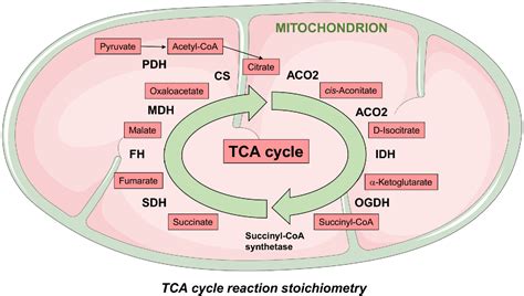 Figure 1 From Tca Cycle Signalling And The Evolution Of Eukaryotes