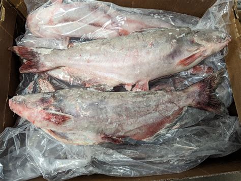 Catfish Wild Caught Large Appleton Foods