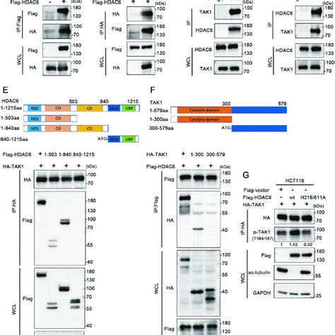 Hdac6 Interacts With Tak1 A B Interaction Between Hdac6 And Tak1 Was