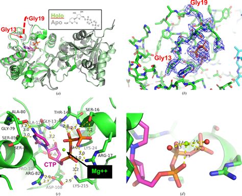 A Superposition Of The Apo And Ctp Bound Btispd Dimers The ‘teens Download Scientific