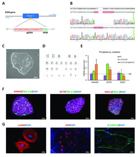 Characterization Of M Hypo Ipsc Line A Schematic Representation Of